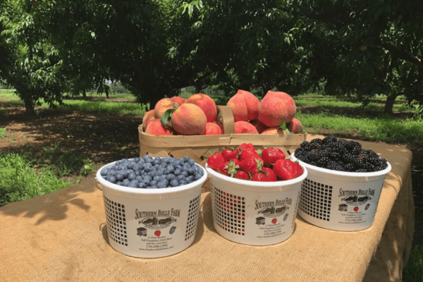 Summertime Fun at Southern Belle Farm! – Southern Belle Farm