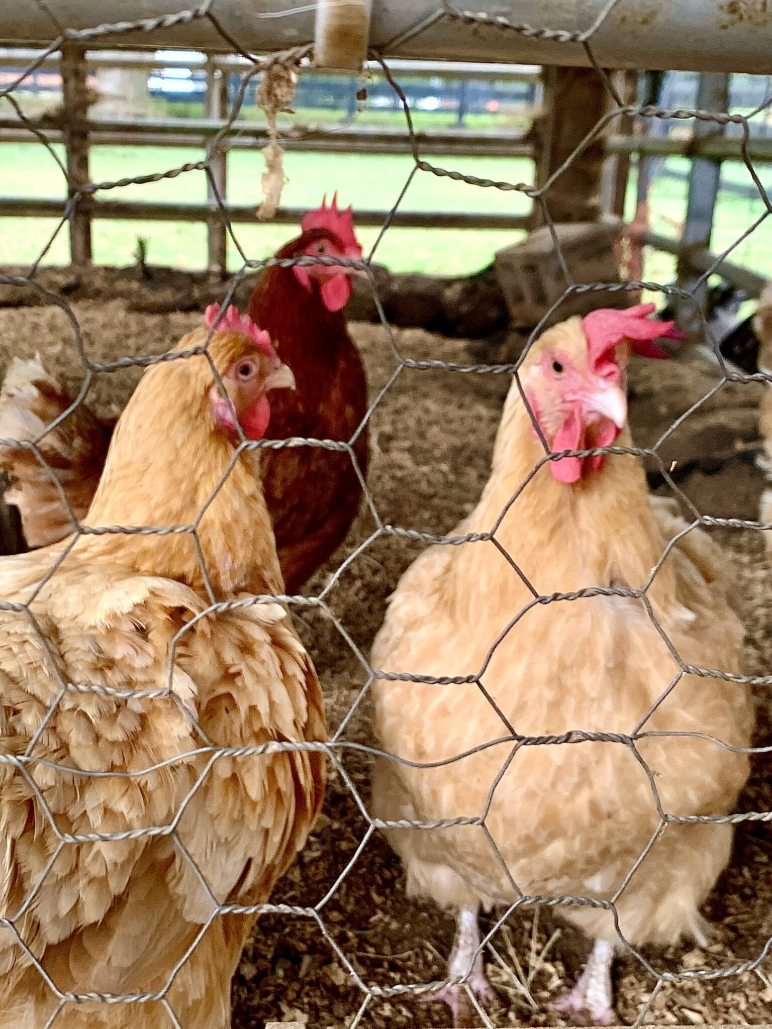 Summer on the Farm – Southern Belle Farm