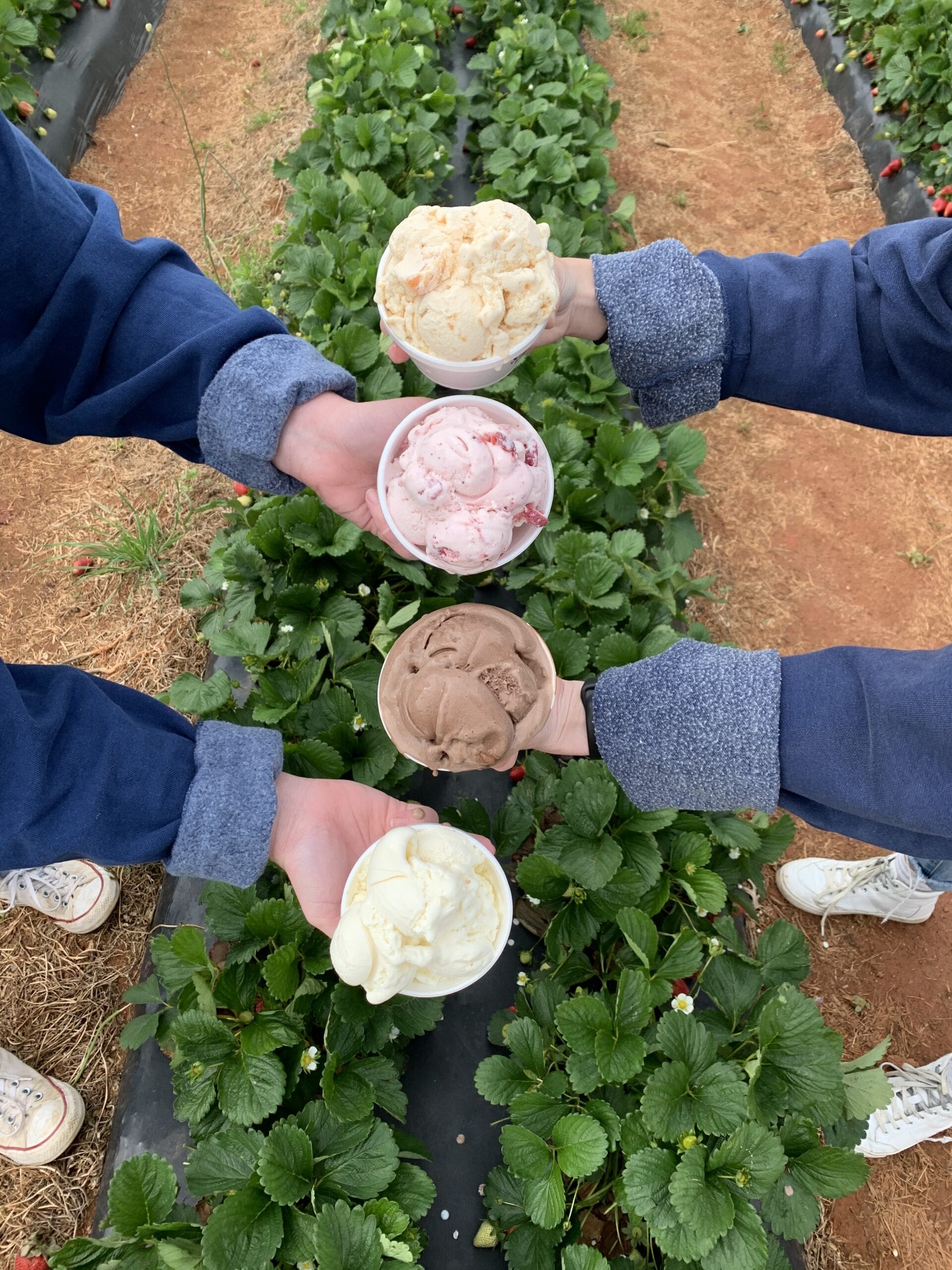 Country Market – Southern Belle Farm