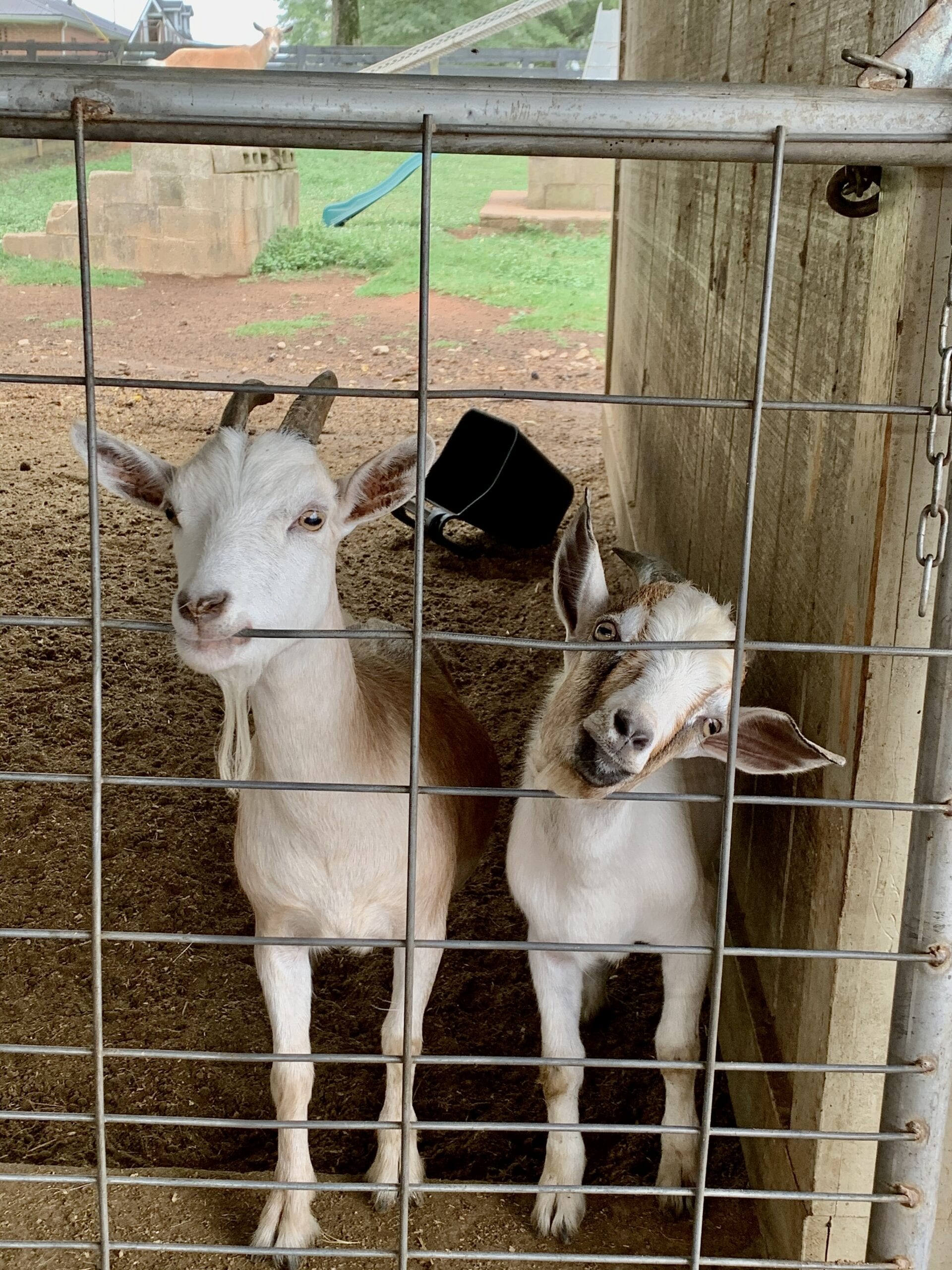 Merry Christmas from Southern Belle Farm! – Southern Belle Farm