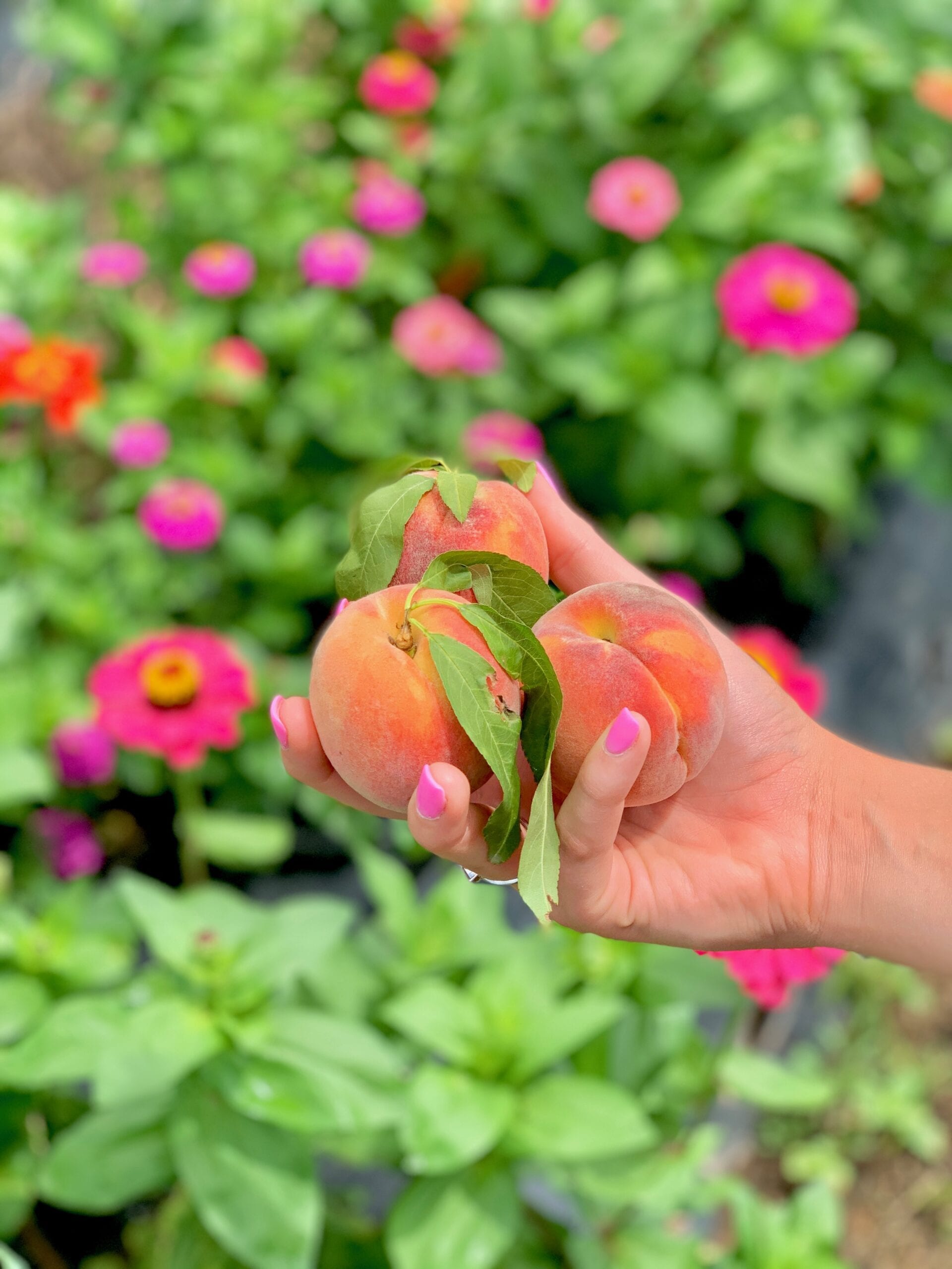 Thank You For a Fruitful Spring & Summer at Southern Belle Farm ...