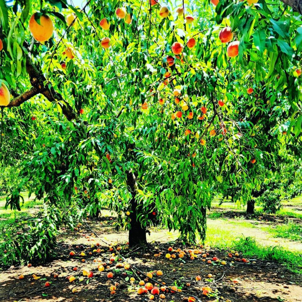 Peach Season is Here at Southern Belle Farm! – Southern Belle Farm