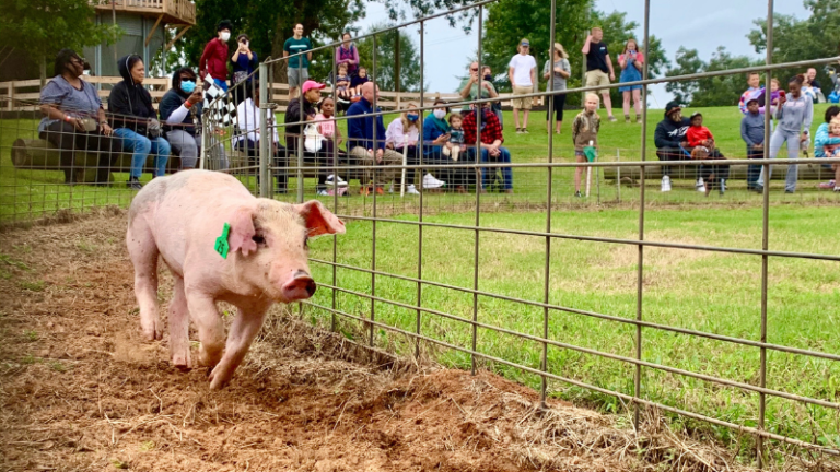 News From the Farm – Southern Belle Farm