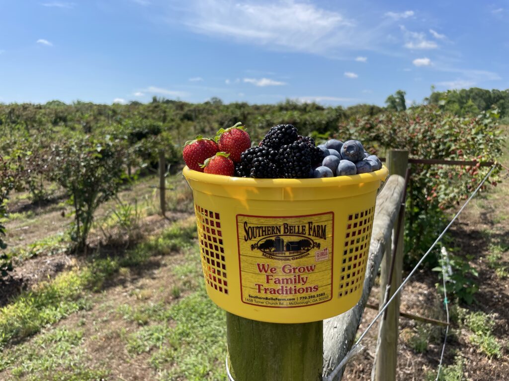 News From the Farm – Southern Belle Farm