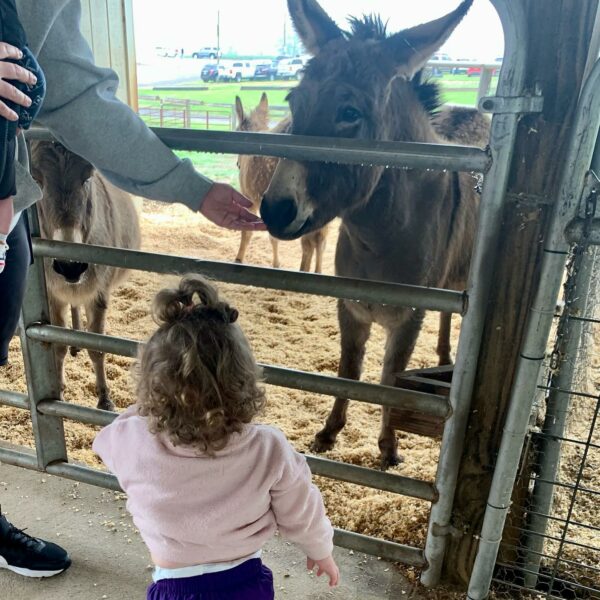 Thank You For a Fruitful Spring & Summer at Southern Belle Farm! – Southern Belle Farm